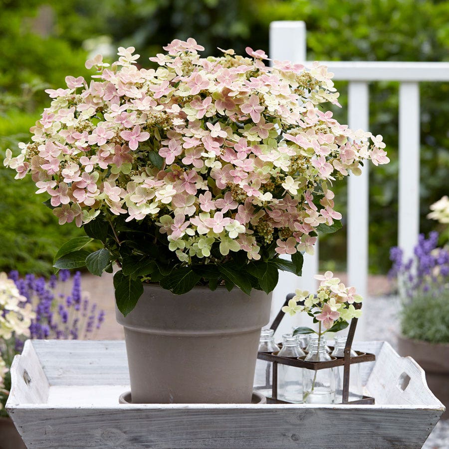 Hydrangea Early Evolution® Panicle Hydrangea – Wayside Gardens