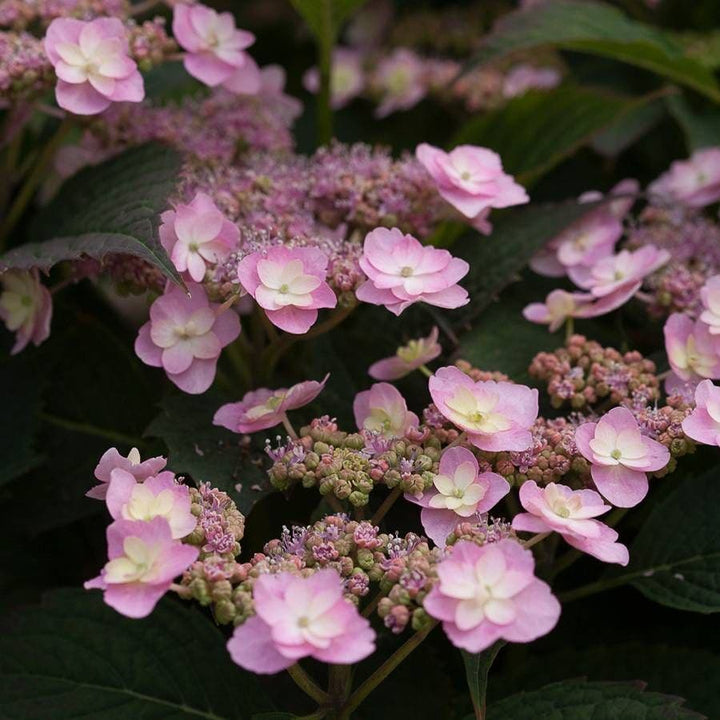 Hydrangea Plants for Sale: Bushes & Shrubs – Wayside Gardens