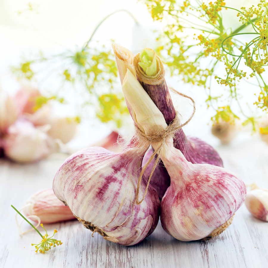 Garlic German Red – Wayside Gardens