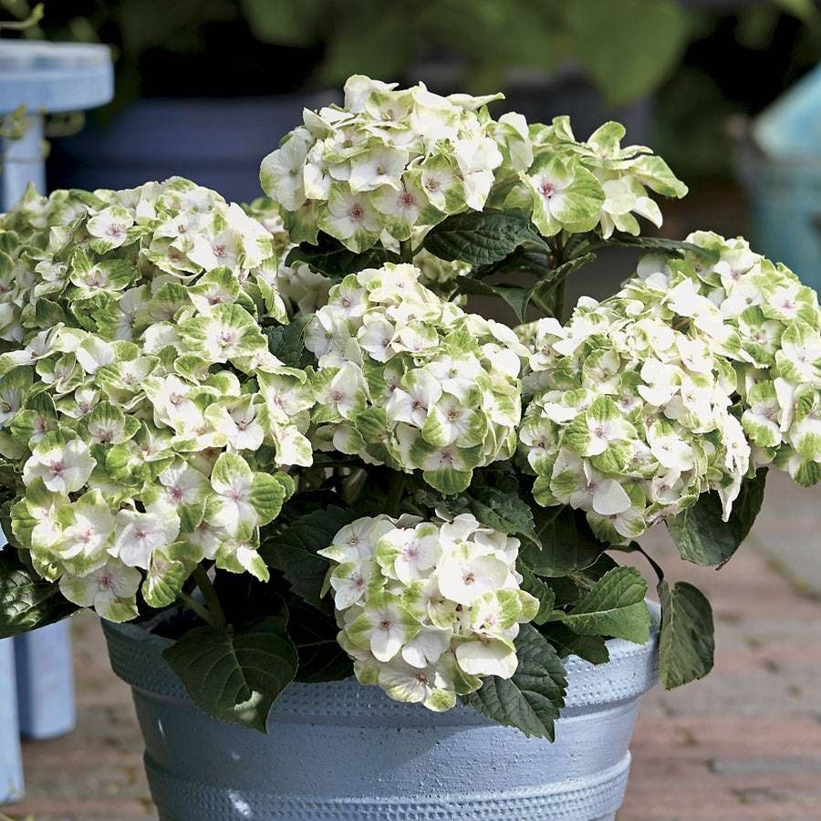 Hydrangea Everlasting® Noblesse – Wayside Gardens