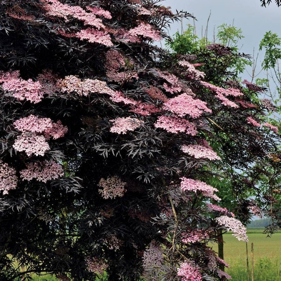 Sambucus Black Lace® – Wayside Gardens