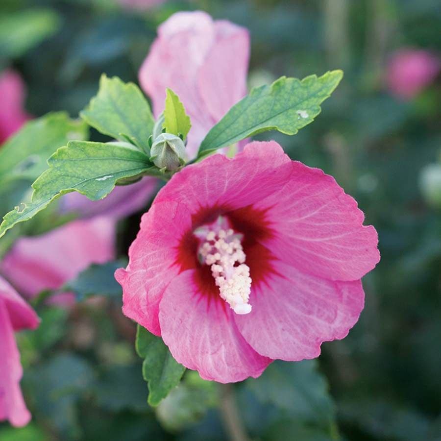Hibiscus Lil Kim® Red Rose of Sharon – Wayside Gardens