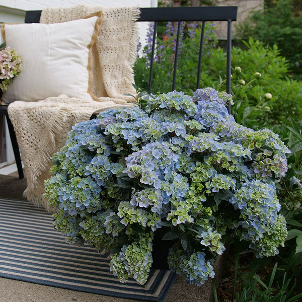 Hydrangea Fairytrail Fresco™ Cascade Hydrangea – Wayside Gardens