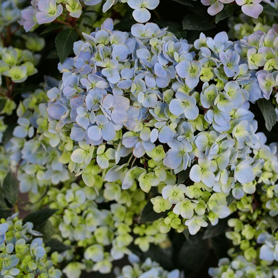 Hydrangea Fairytrail Fresco™ Cascade Hydrangea – Wayside Gardens