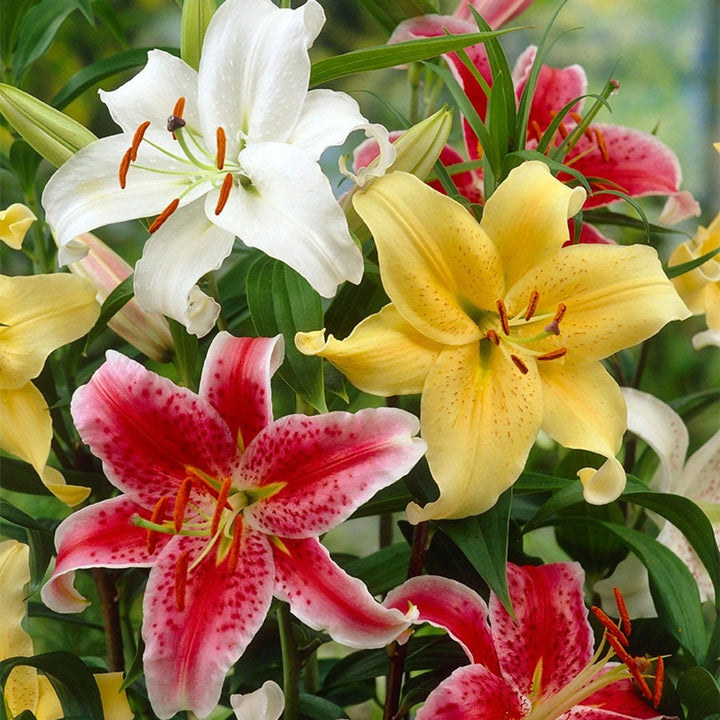 Lily Bulbs | Shop 23 Varieties – Wayside Gardens