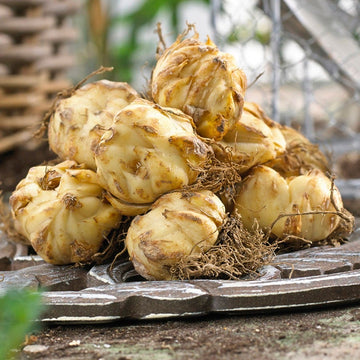 Lily Bulbs | Shop 23 Varieties – Wayside Gardens
