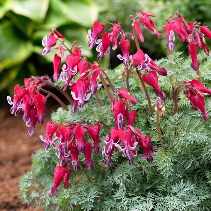 Part Shade Perennials – Page 3 – Wayside Gardens