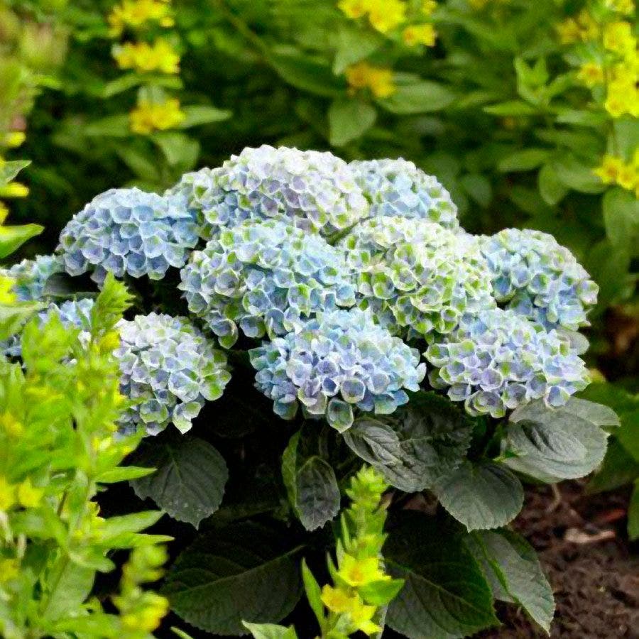 Everlasting™ Revolution Mophead Hydrangea – Wayside Gardens
