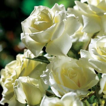 Jackson & Perkins Roses – Wayside Gardens