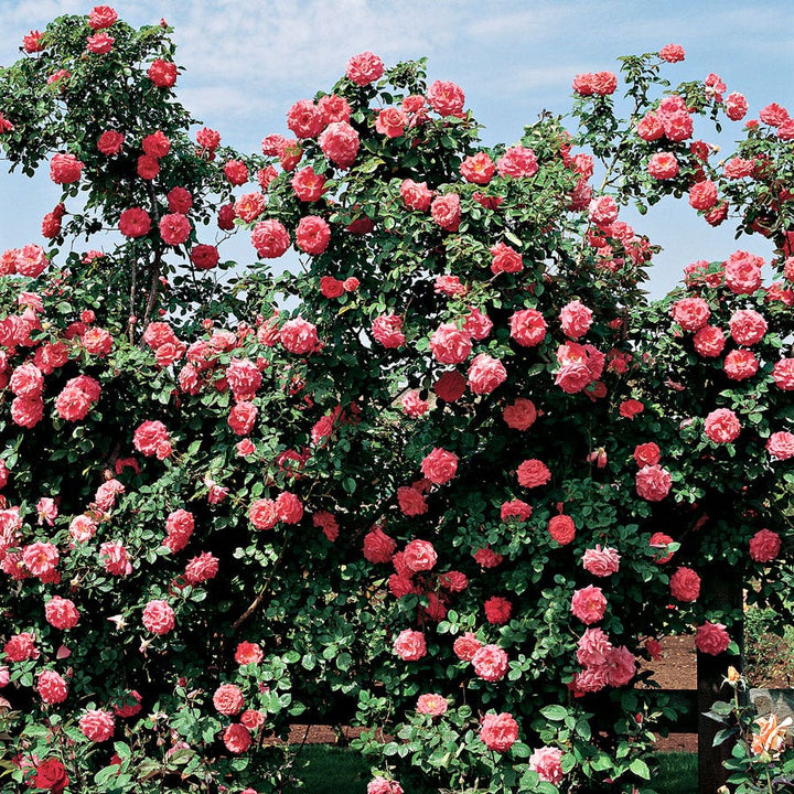 Jackson & Perkins Roses – Wayside Gardens