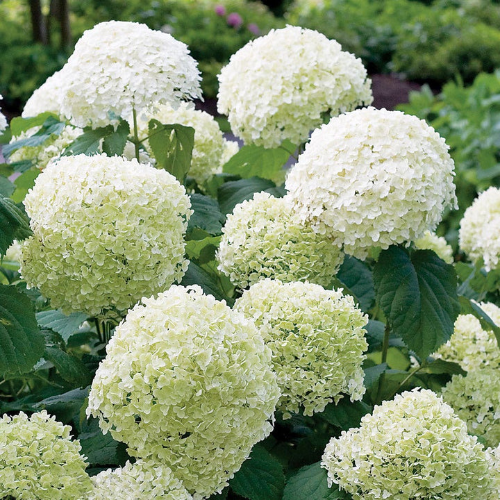 Hydrangea Plants for Sale: Bushes & Shrubs – Wayside Gardens