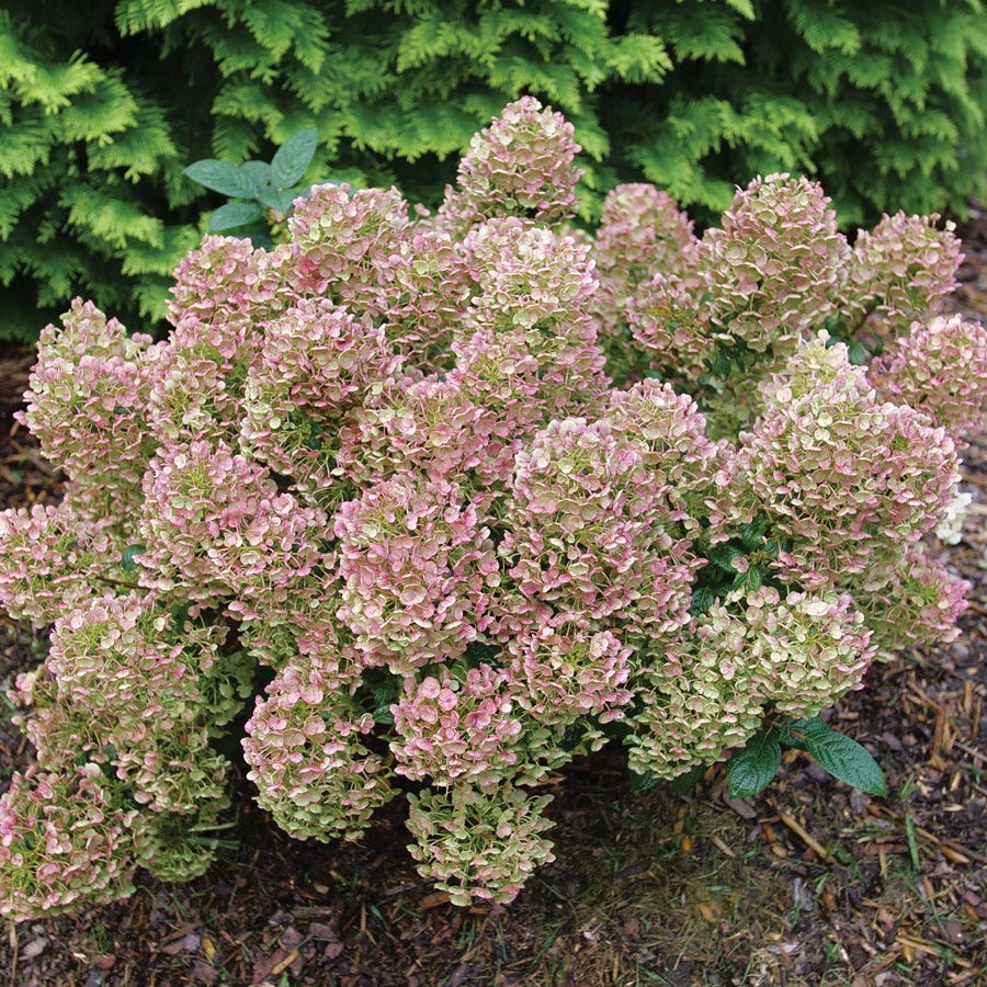 Hydrangea Little Quick Fire® Panicle Hydrangea – Wayside Gardens