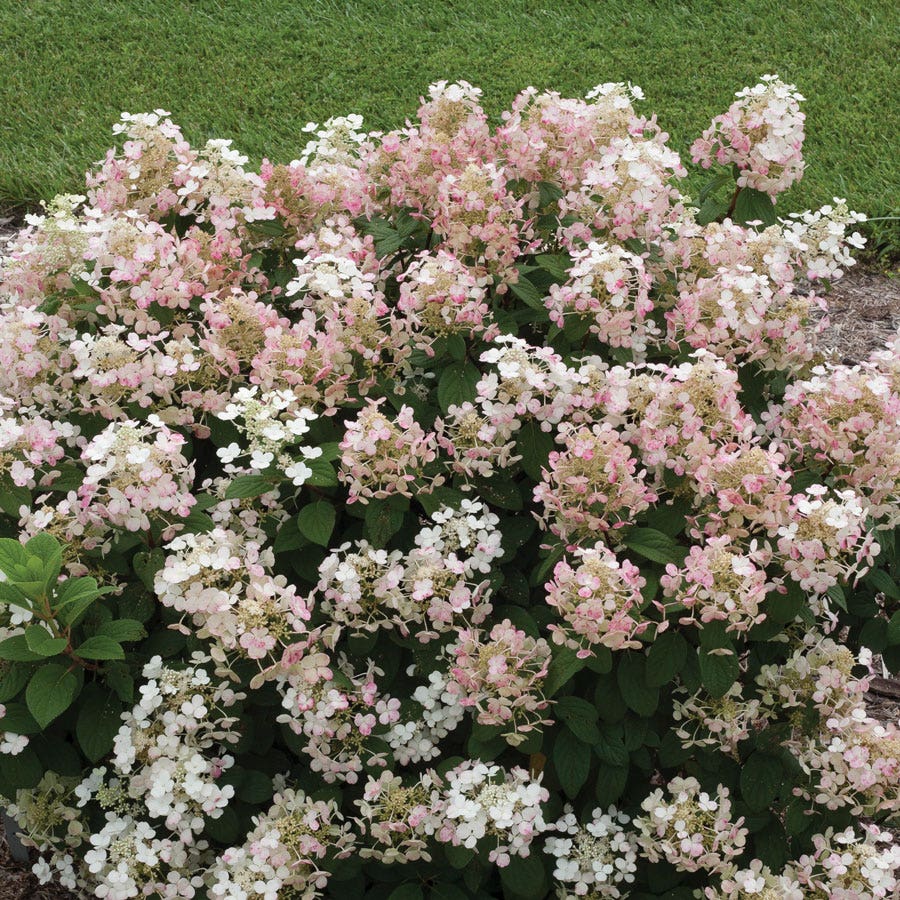 Hydrangea Little Quick Fire® Panicle Hydrangea – Wayside Gardens