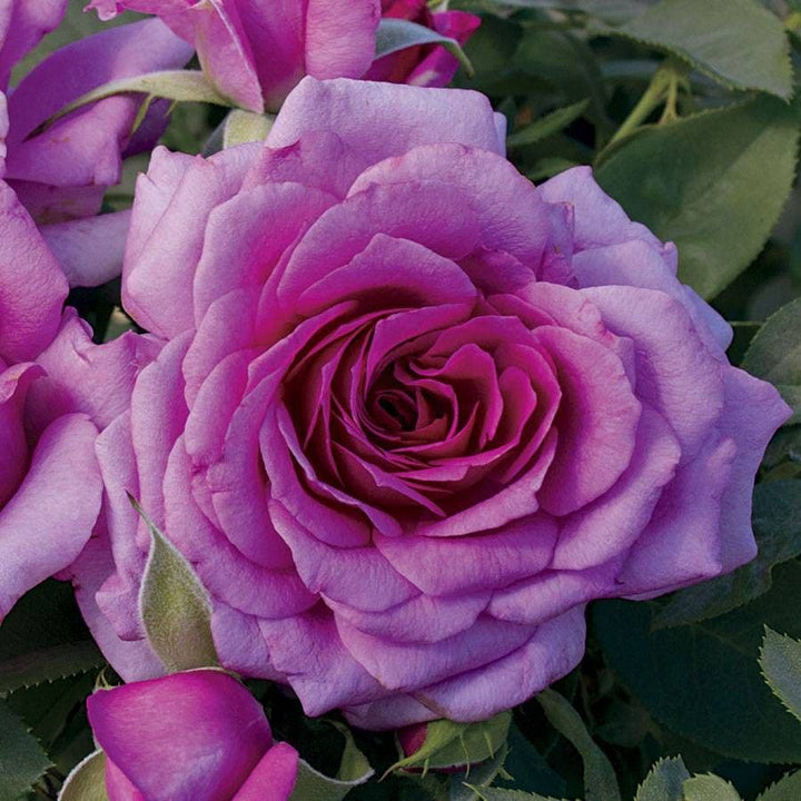 Jackson & Perkins Roses – Wayside Gardens