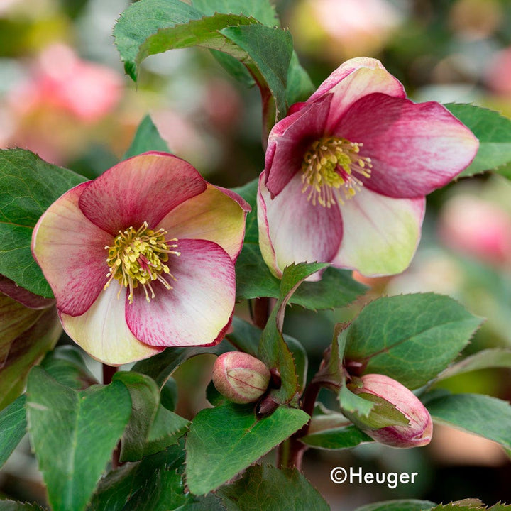 Hellebores For Sale Near Me