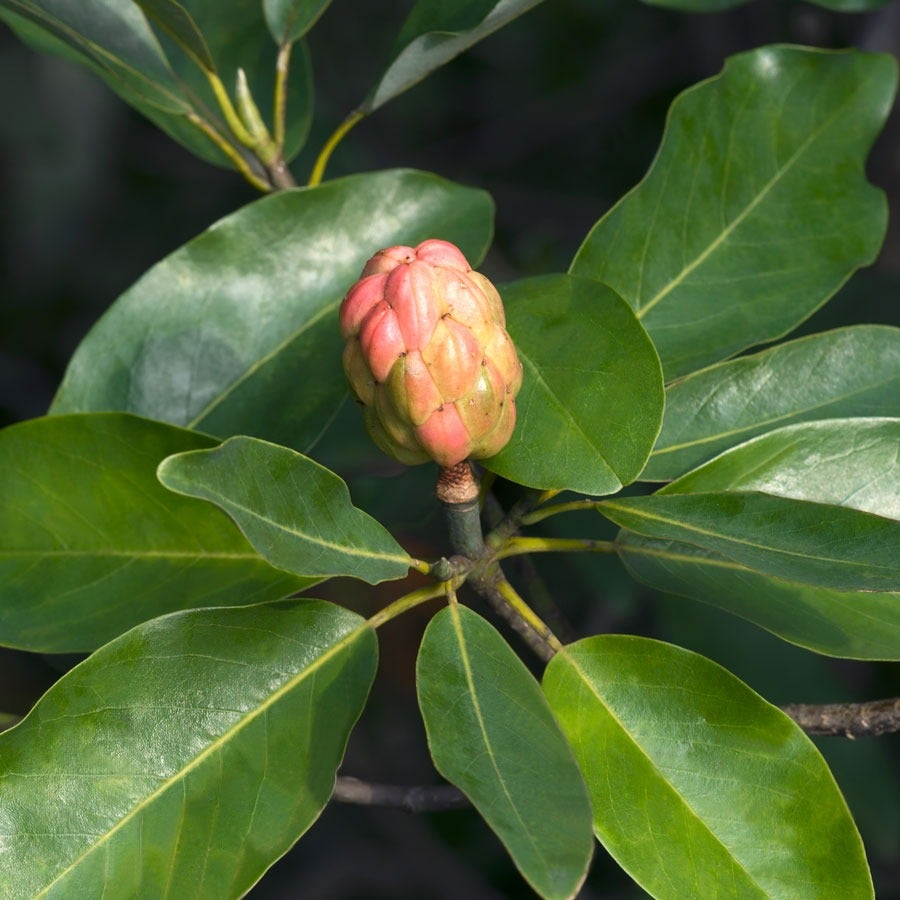 Magnolia Moonglow® – Wayside Gardens