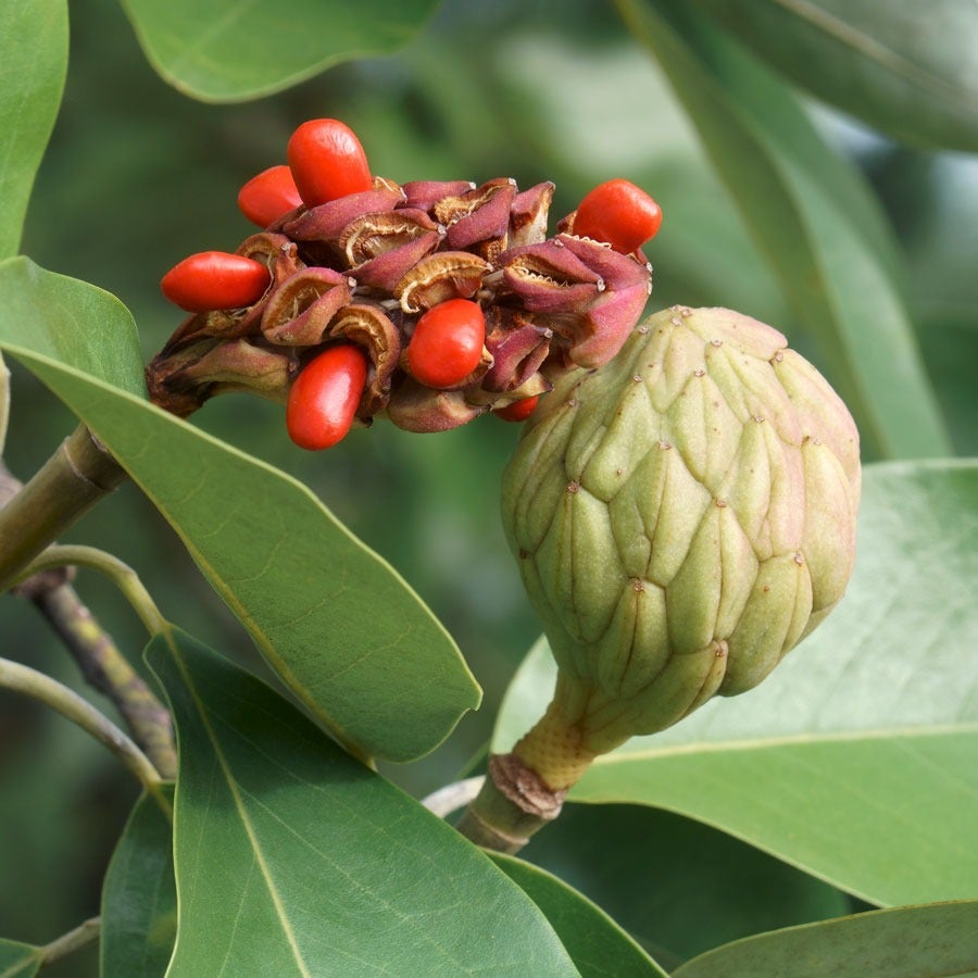 Magnolia Moonglow® – Wayside Gardens