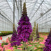 Buddleia Birthday Cake™ Butterfly Bush – Wayside Gardens