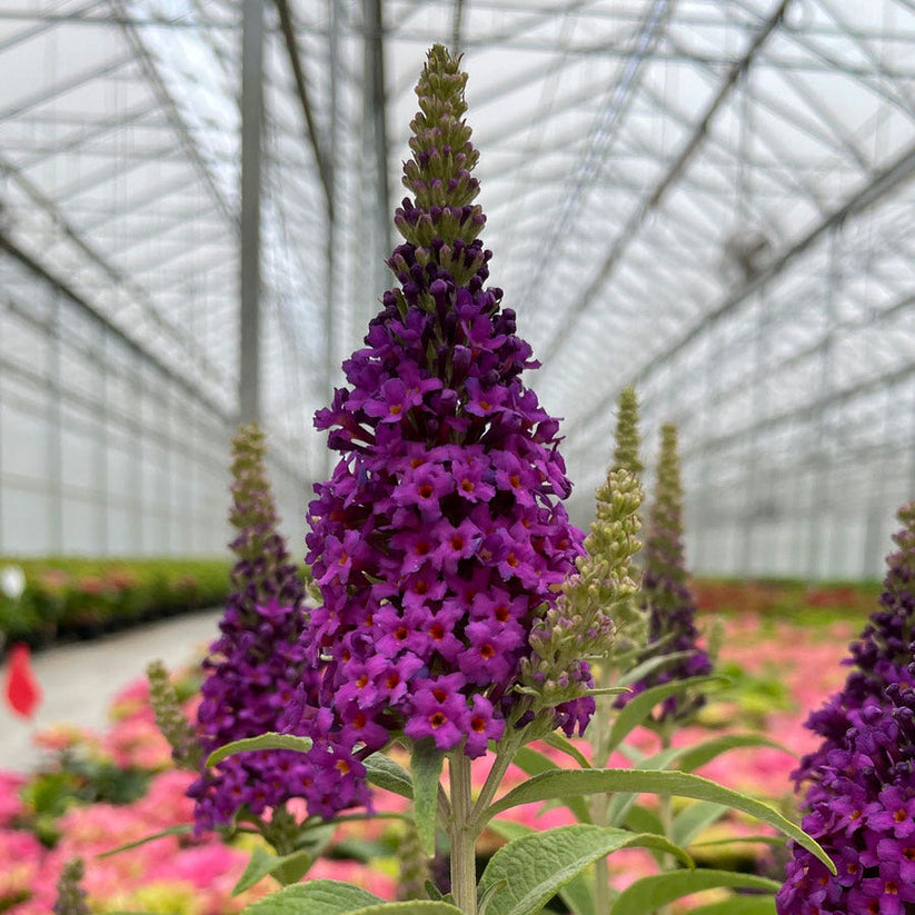 Buddleia Birthday Cake™ Butterfly Bush – Wayside Gardens