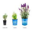 Buddleia Birthday Cake™ Butterfly Bush – Wayside Gardens