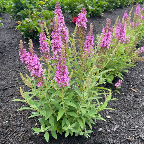 Buddleia Birthday Cake™ Butterfly Bush – Wayside Gardens