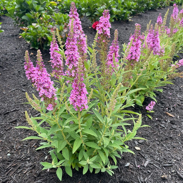 Buddleia Birthday Cake™ Butterfly Bush – Wayside Gardens