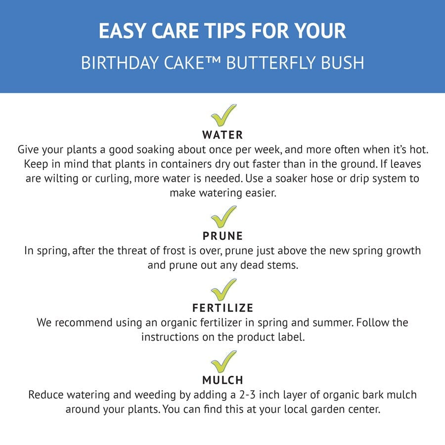Buddleia Birthday Cake™ Butterfly Bush – Wayside Gardens