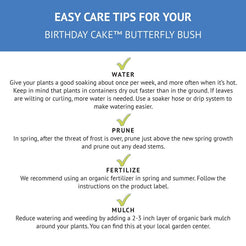 Buddleia Birthday Cake™ Butterfly Bush – Wayside Gardens