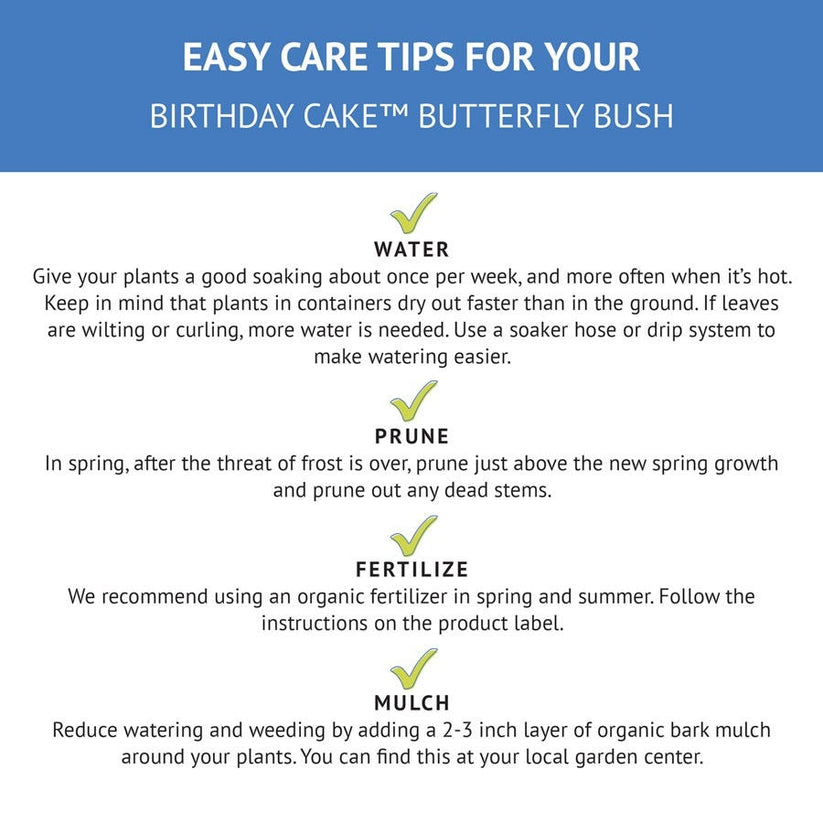 Buddleia Birthday Cake™ Butterfly Bush – Wayside Gardens