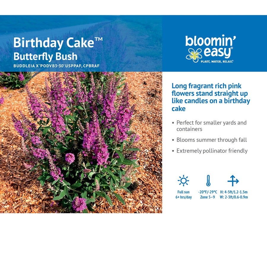 Buddleia Birthday Cake™ Butterfly Bush – Wayside Gardens