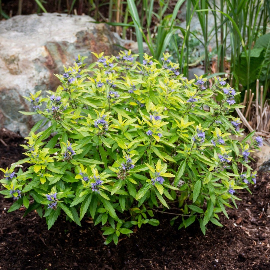 Caryopteris Beekeeper™ Bluebeard – Wayside Gardens