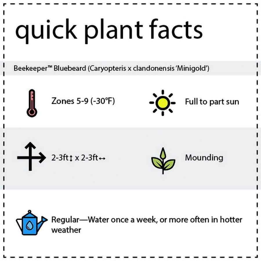Caryopteris Beekeeper™ Bluebeard – Wayside Gardens