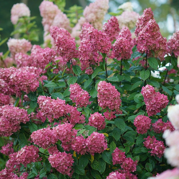 Hydrangea Fire Light® Panicle Hydrangea – Wayside Gardens