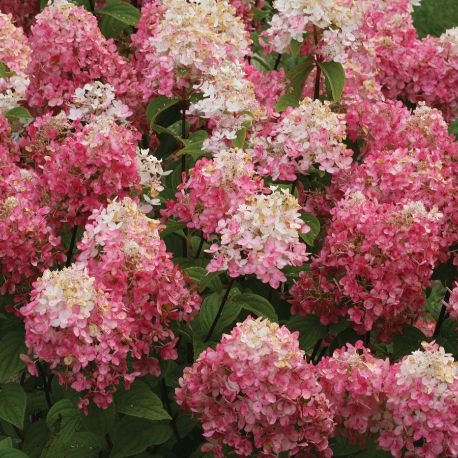 Hydrangea Fire Light® Panicle Hydrangea – Wayside Gardens