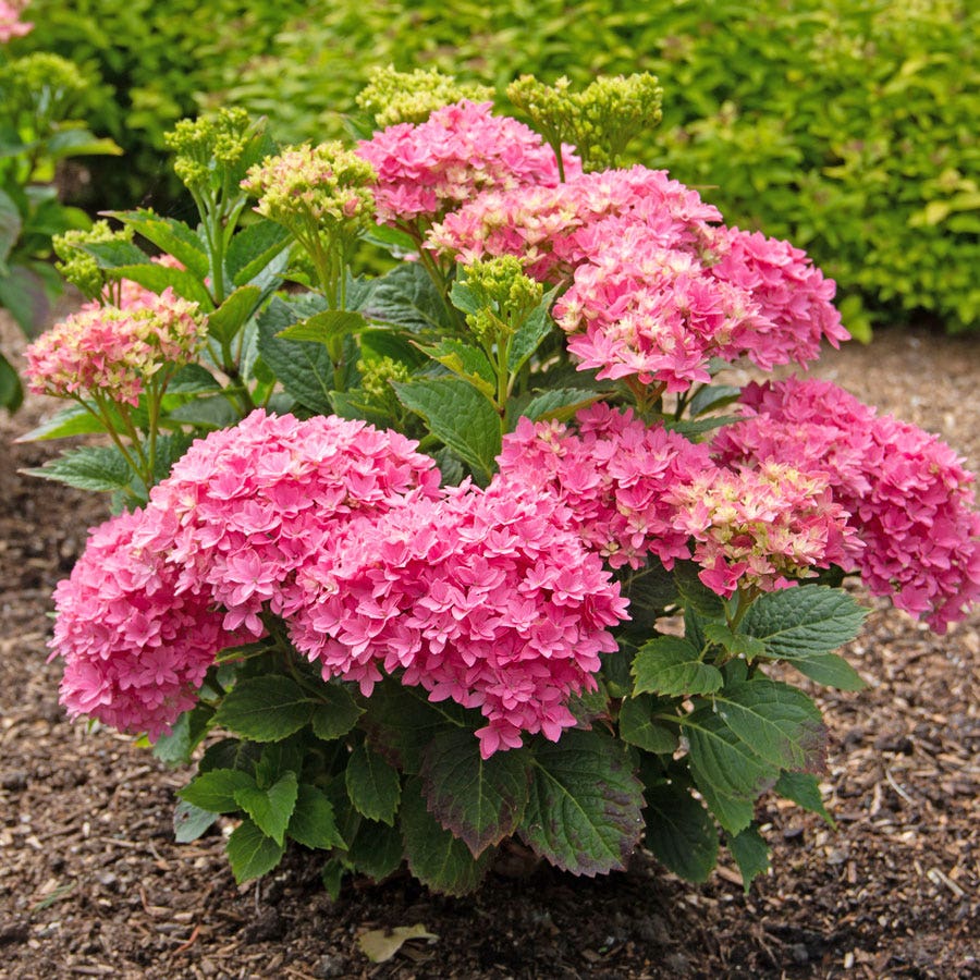 Hydrangea Starfield™ Bigleaf Hydrangea – Wayside Gardens