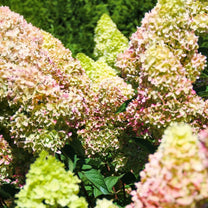Hydrangea Dragon Baby™ Panicle Hydrangea – Wayside Gardens