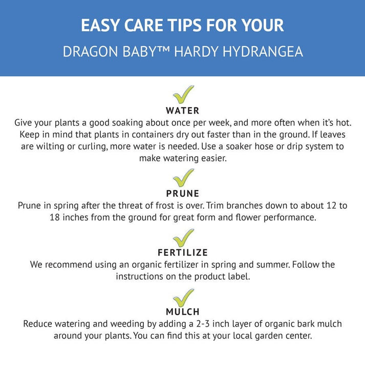 Hydrangea Dragon Baby™ Panicle Hydrangea – Wayside Gardens