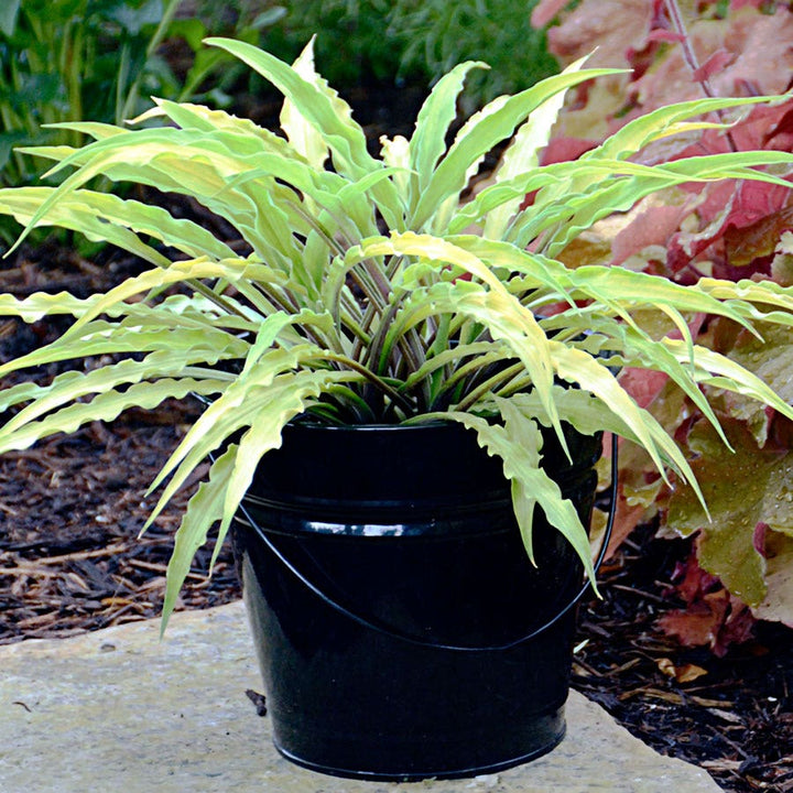 Part Shade Perennials – Page 2 – Wayside Gardens