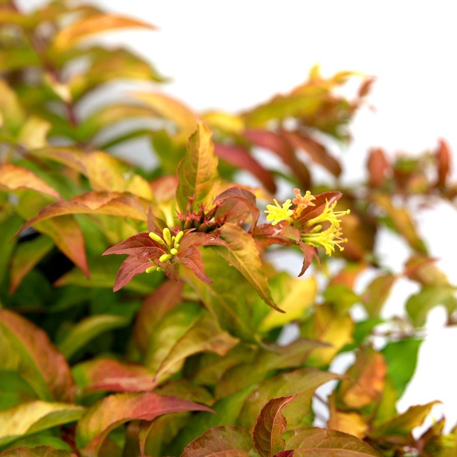 Diervilla Firefly® Bush Honeysuckle – Wayside Gardens