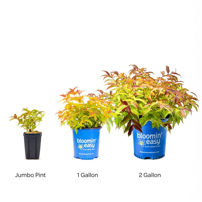 Diervilla Firefly® Bush Honeysuckle – Wayside Gardens