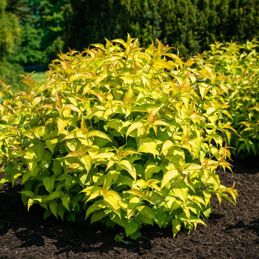 Diervilla Firefly® Bush Honeysuckle – Wayside Gardens