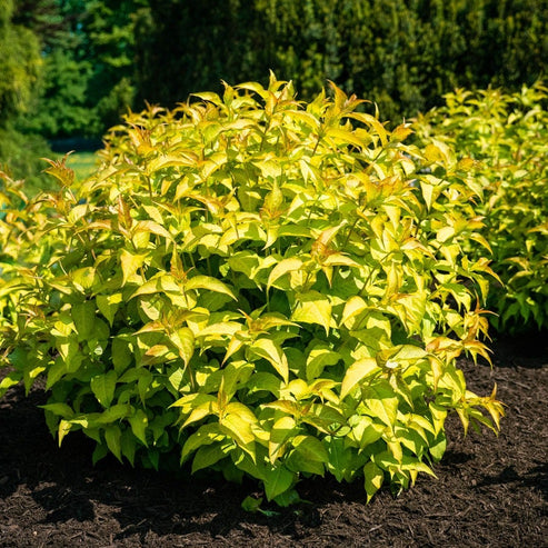 Diervilla Firefly® Bush Honeysuckle – Wayside Gardens