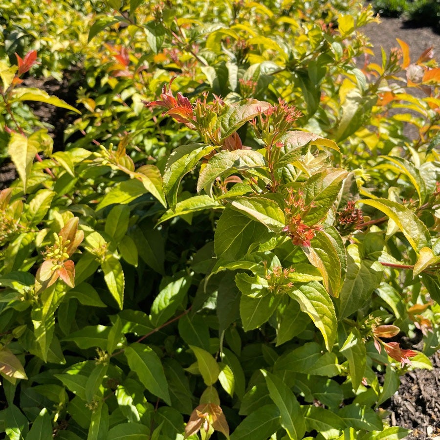 Diervilla Firefly® Bush Honeysuckle – Wayside Gardens