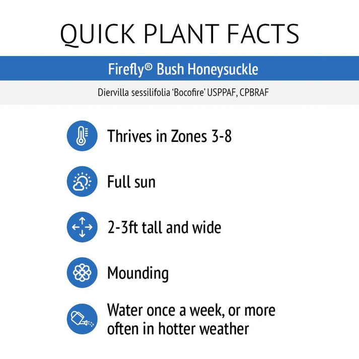 Diervilla Firefly® Bush Honeysuckle – Wayside Gardens