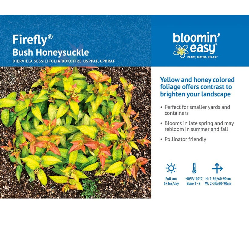 Diervilla Firefly® Bush Honeysuckle – Wayside Gardens