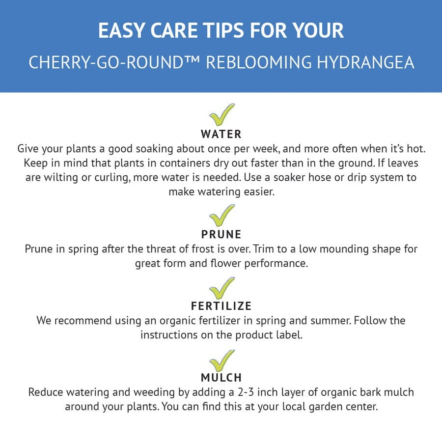 Hydrangea Cherry-Go-Round™ Bigleaf Hydrangea – Wayside Gardens