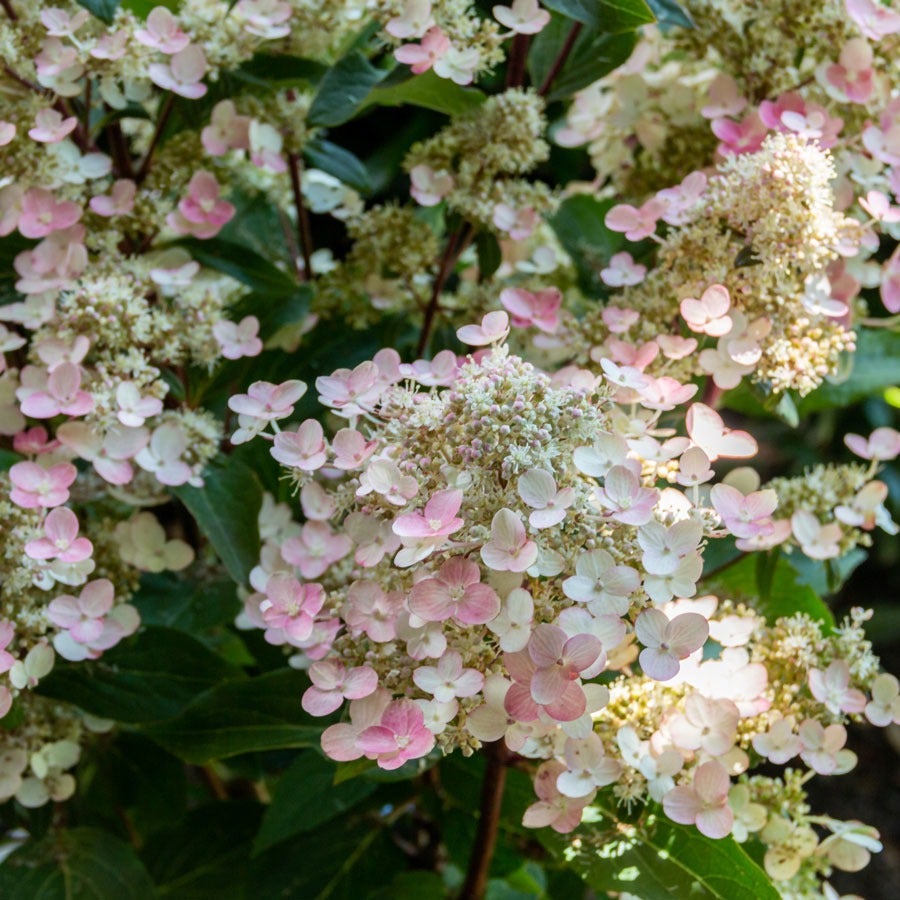 Hydrangea Torch™ Panicle Hydrangea – Wayside Gardens