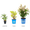 Hydrangea Torch™ Panicle Hydrangea – Wayside Gardens