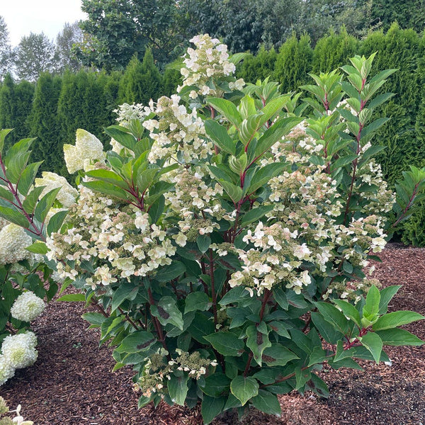 Hydrangea Torch™ Panicle Hydrangea – Wayside Gardens