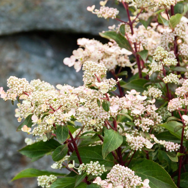 Hydrangea Torch™ Panicle Hydrangea – Wayside Gardens